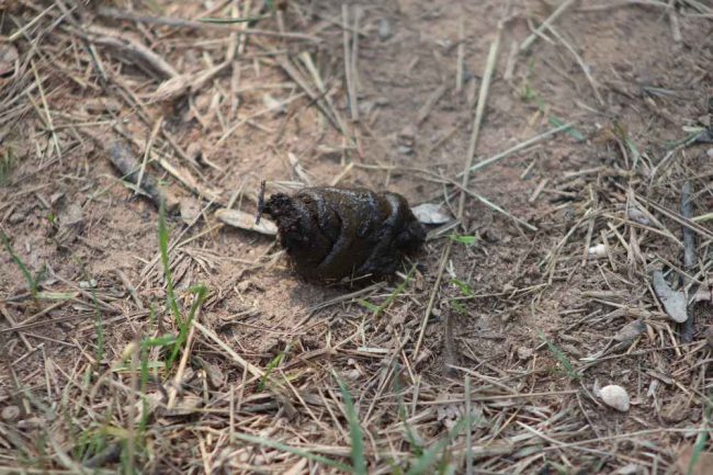 Tips for tracking and detecting wild boar - Mammalnet