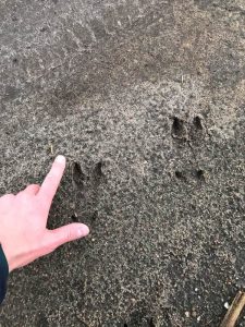 Tips for tracking and detecting wild boar - Mammalnet